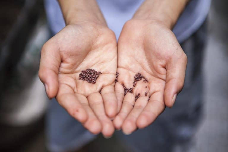 Gardening 101: Selling Your Seeds - House of Straw